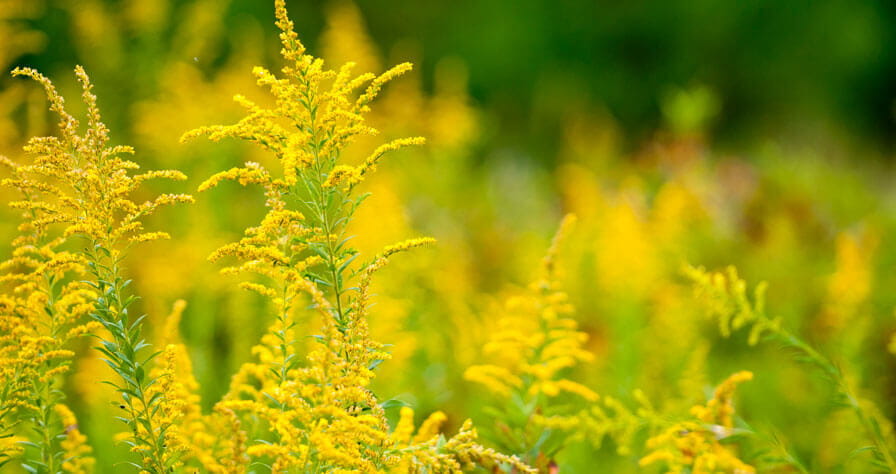 4 Tips for Fall Allergies - Baptist Health